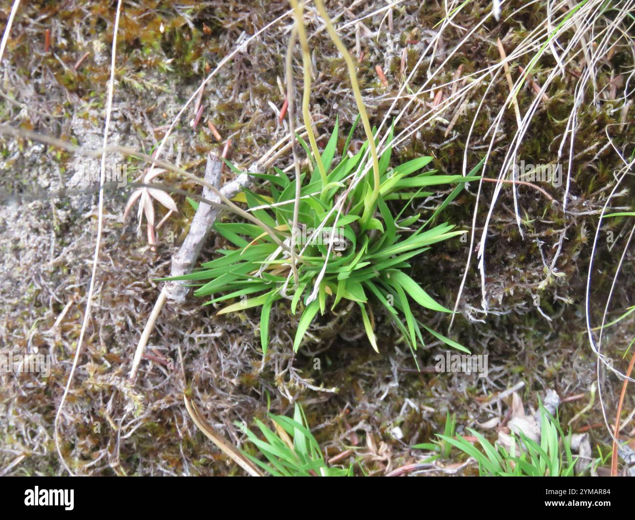 Scottish Asphodel (Tofieldia pusilla Stock Photo - Alamy