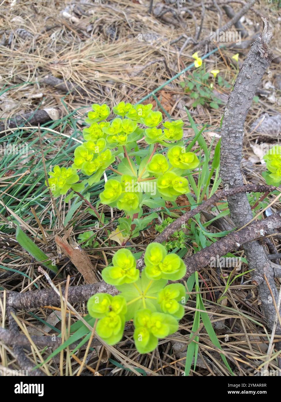 Sun spurge (Euphorbia helioscopia Stock Photo - Alamy