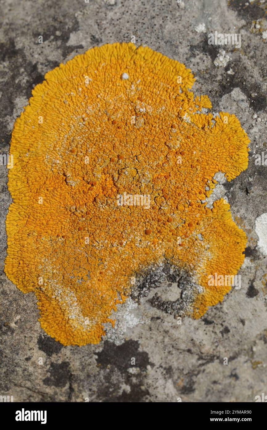 Limestone Lobed Firedot (Variospora flavescens Stock Photo - Alamy