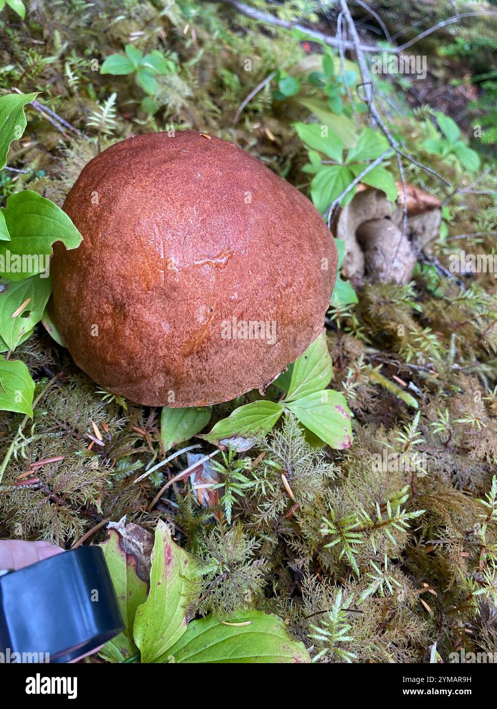 Red-capped Scaber Stalk (Leccinum aurantiacum Stock Photo - Alamy