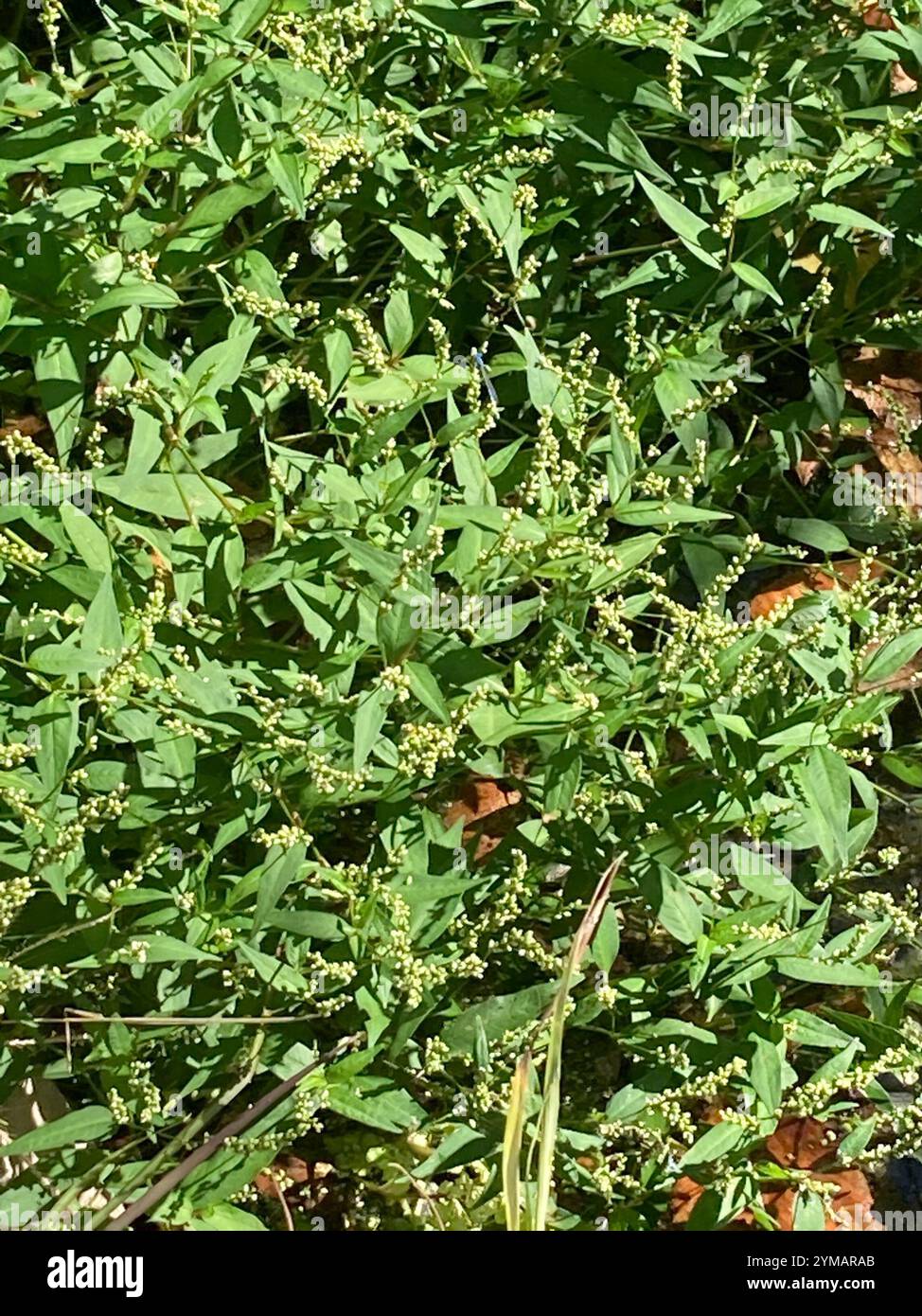 swamp smartweed (Persicaria hydropiperoides Stock Photo - Alamy