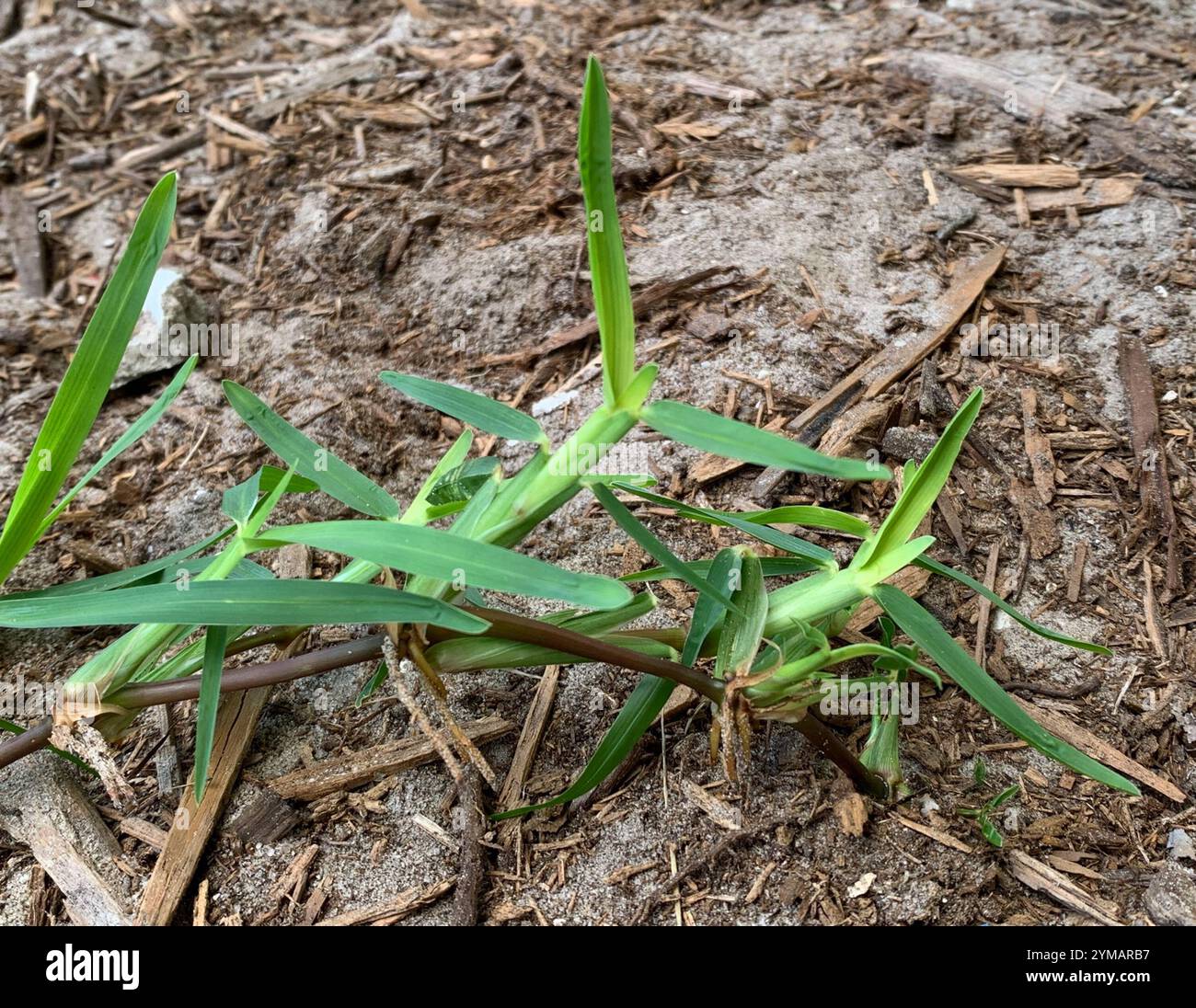 Saint Augustine grass (Stenotaphrum secundatum Stock Photo - Alamy