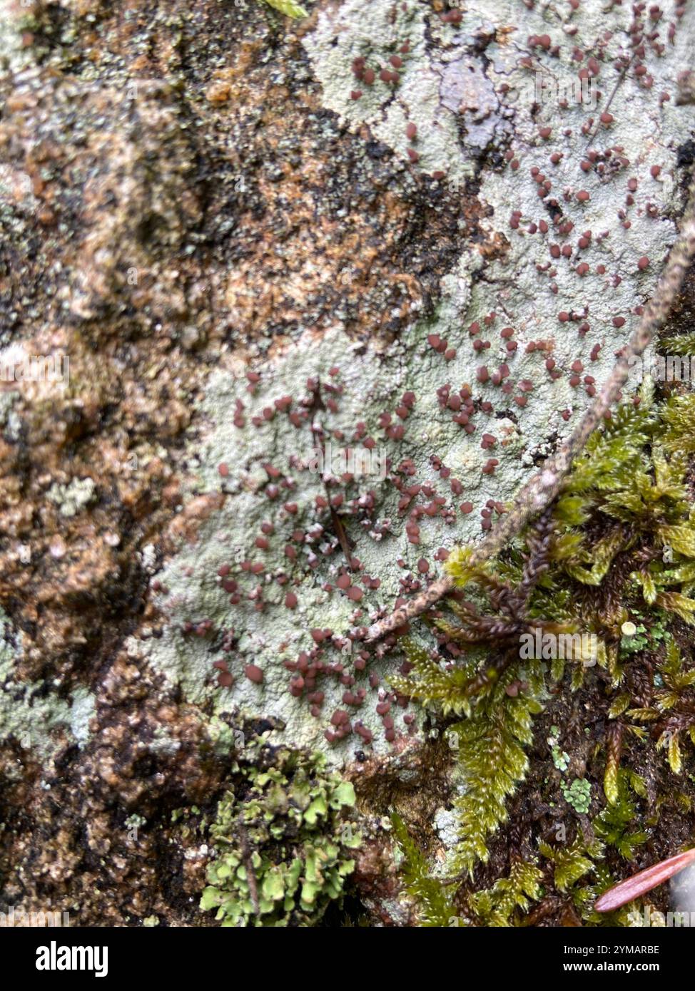 Brown Beret Lichen (Baeomyces rufus Stock Photo - Alamy