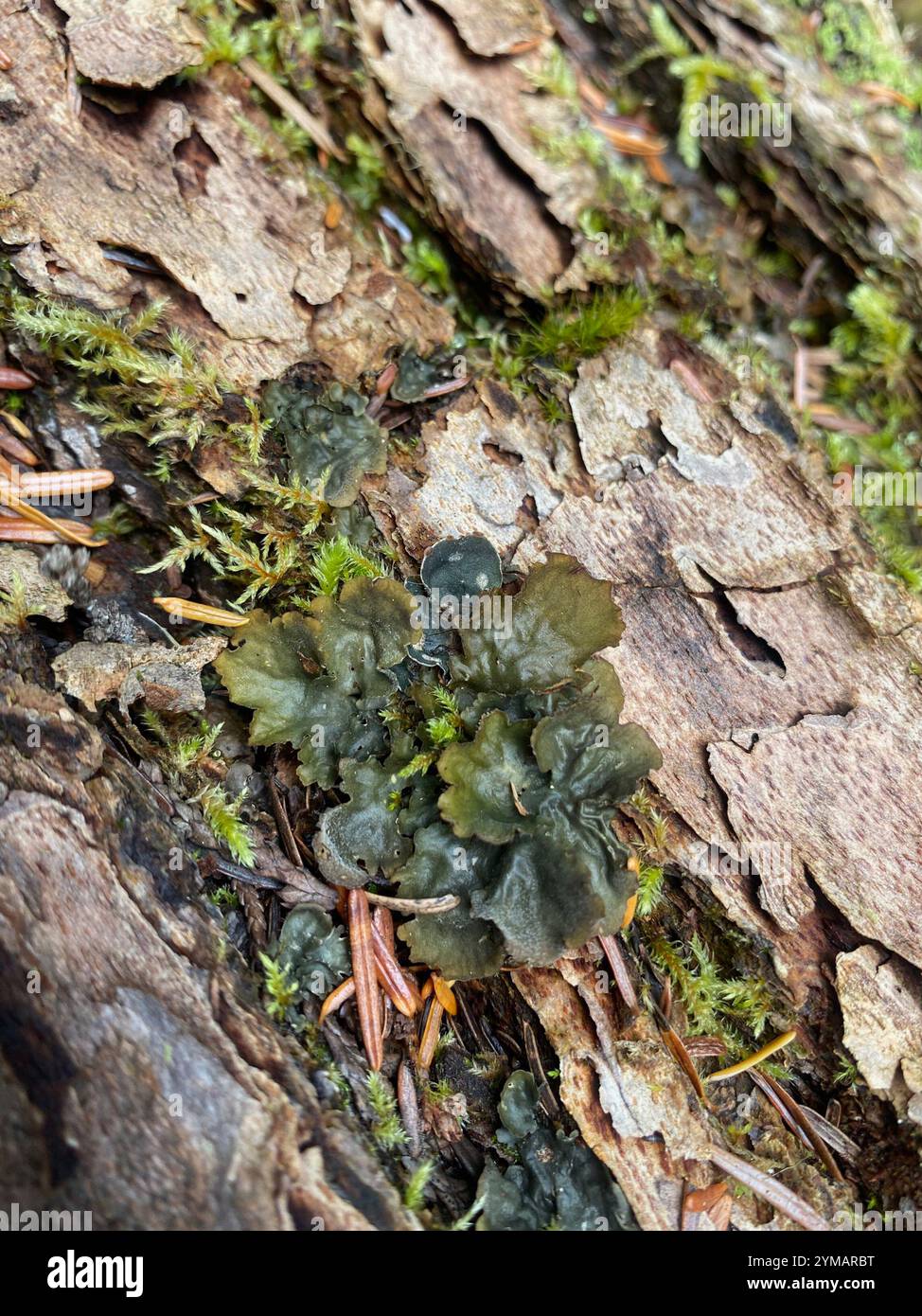 membranous pelt lichen (Peltigera membranacea Stock Photo - Alamy