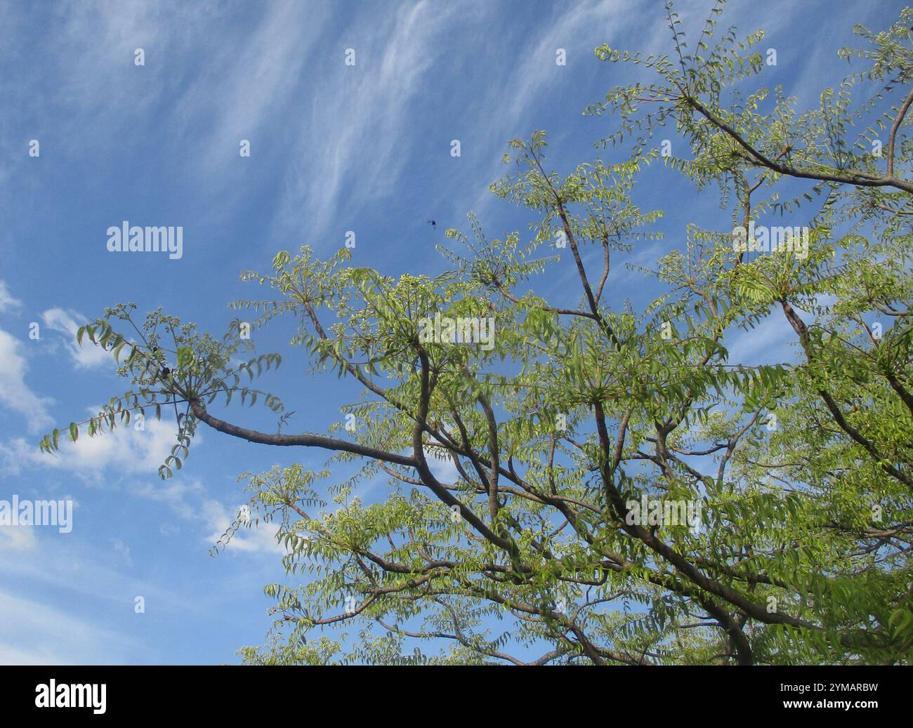 Kirkia (Kirkia acuminata Stock Photo - Alamy