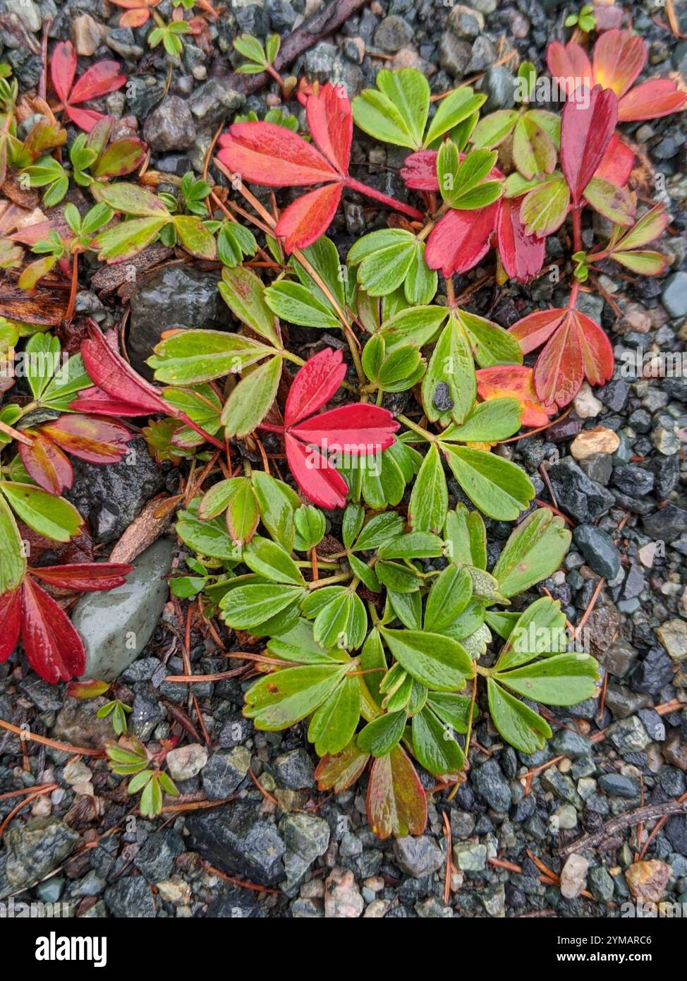 three-toothed cinquefoil (Sibbaldiopsis tridentata Stock Photo - Alamy