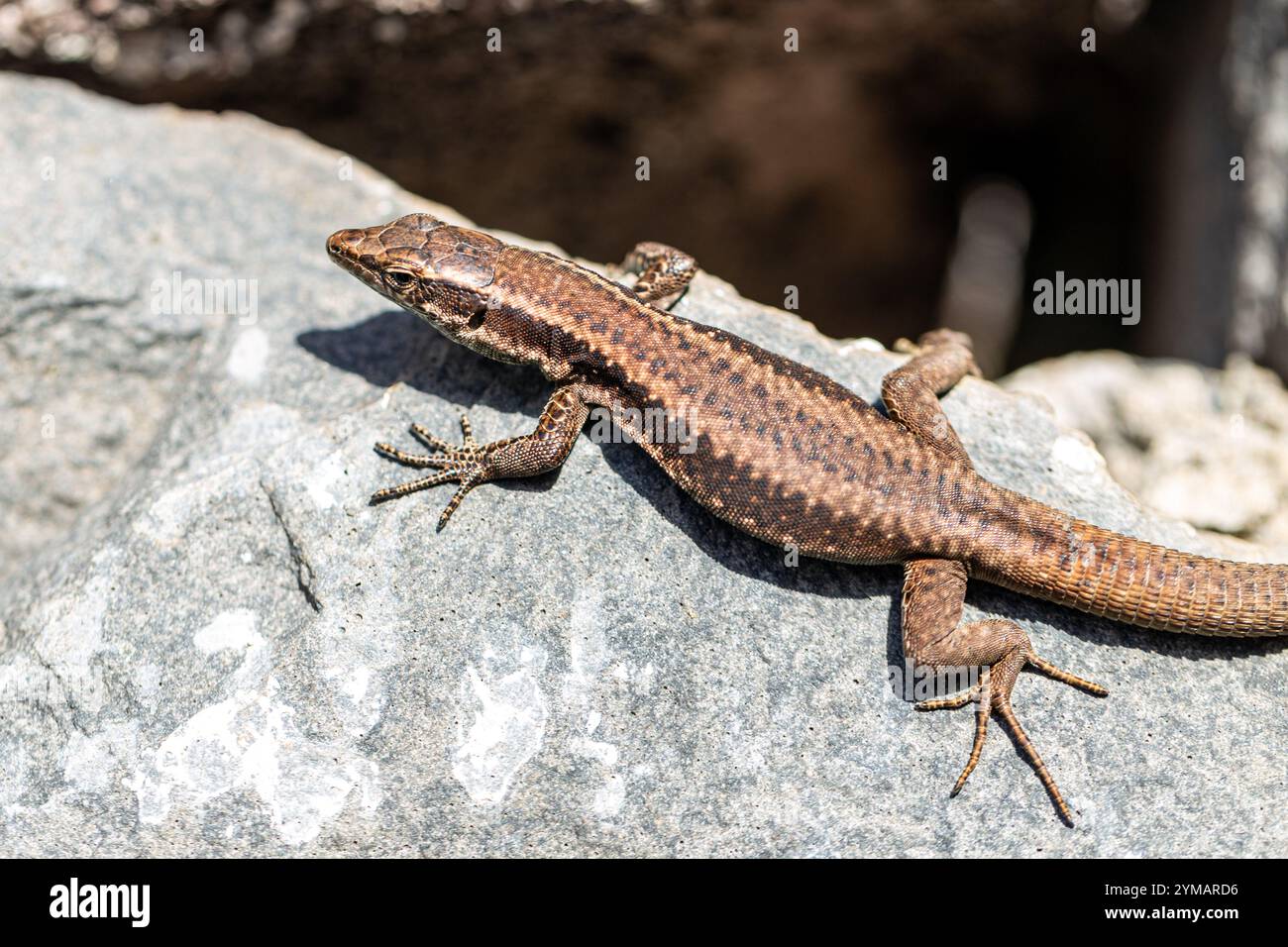 Sunbathing Lizard on the island of Madeira Stock Photo - Alamy
