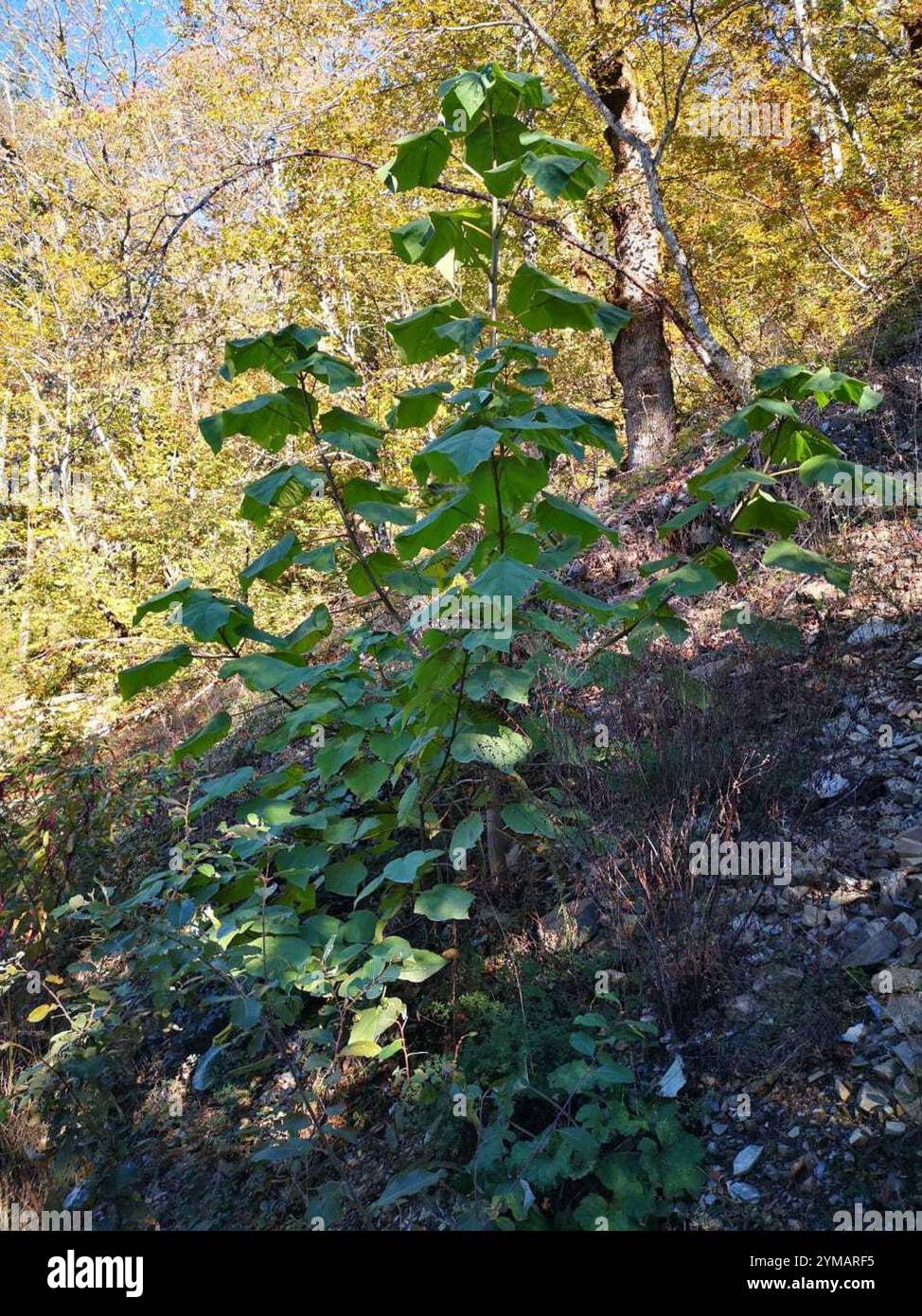 princess tree (Paulownia tomentosa Stock Photo - Alamy