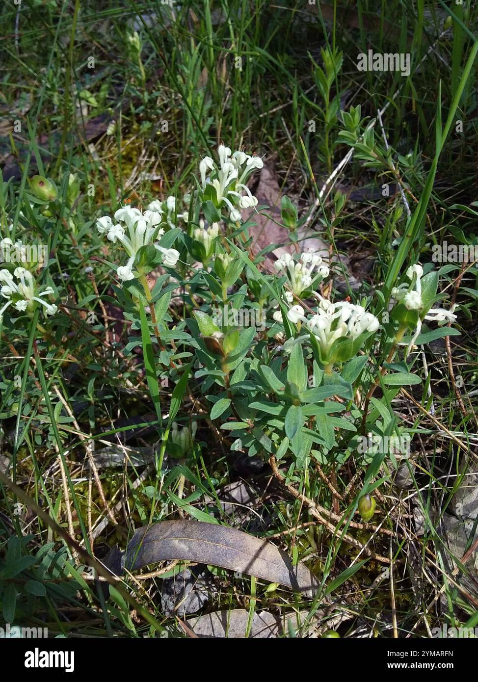 Common Rice-flower (Pimelea humilis Stock Photo - Alamy