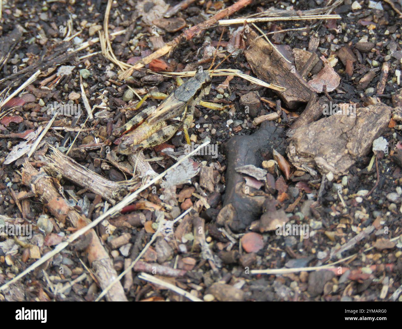 Huron Short-winged Locust (Melanoplus huroni Stock Photo - Alamy