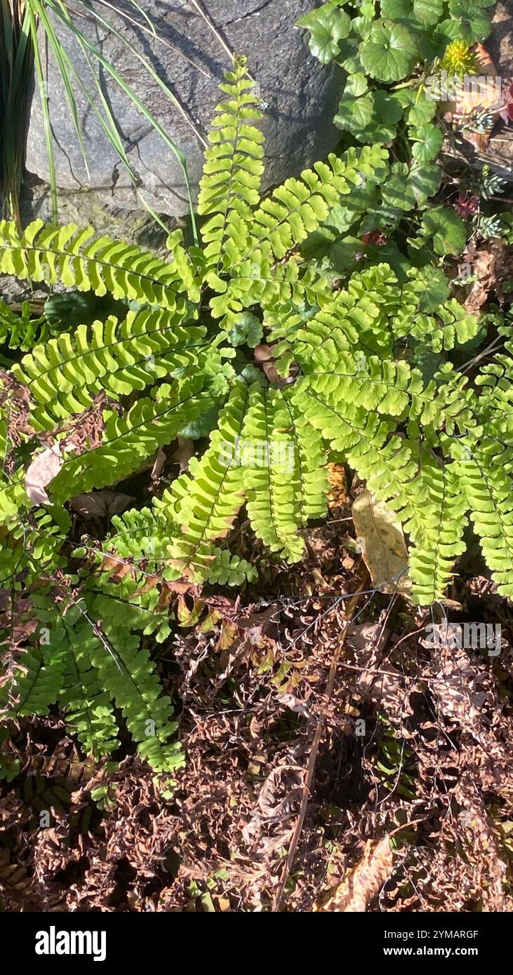 northern maidenhair fern (Adiantum pedatum Stock Photo - Alamy