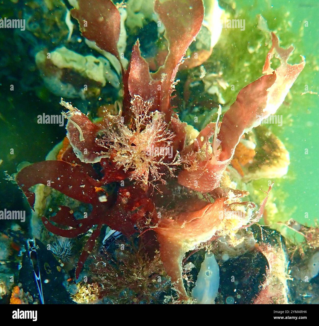 red algae (Rhodophyta Stock Photo - Alamy