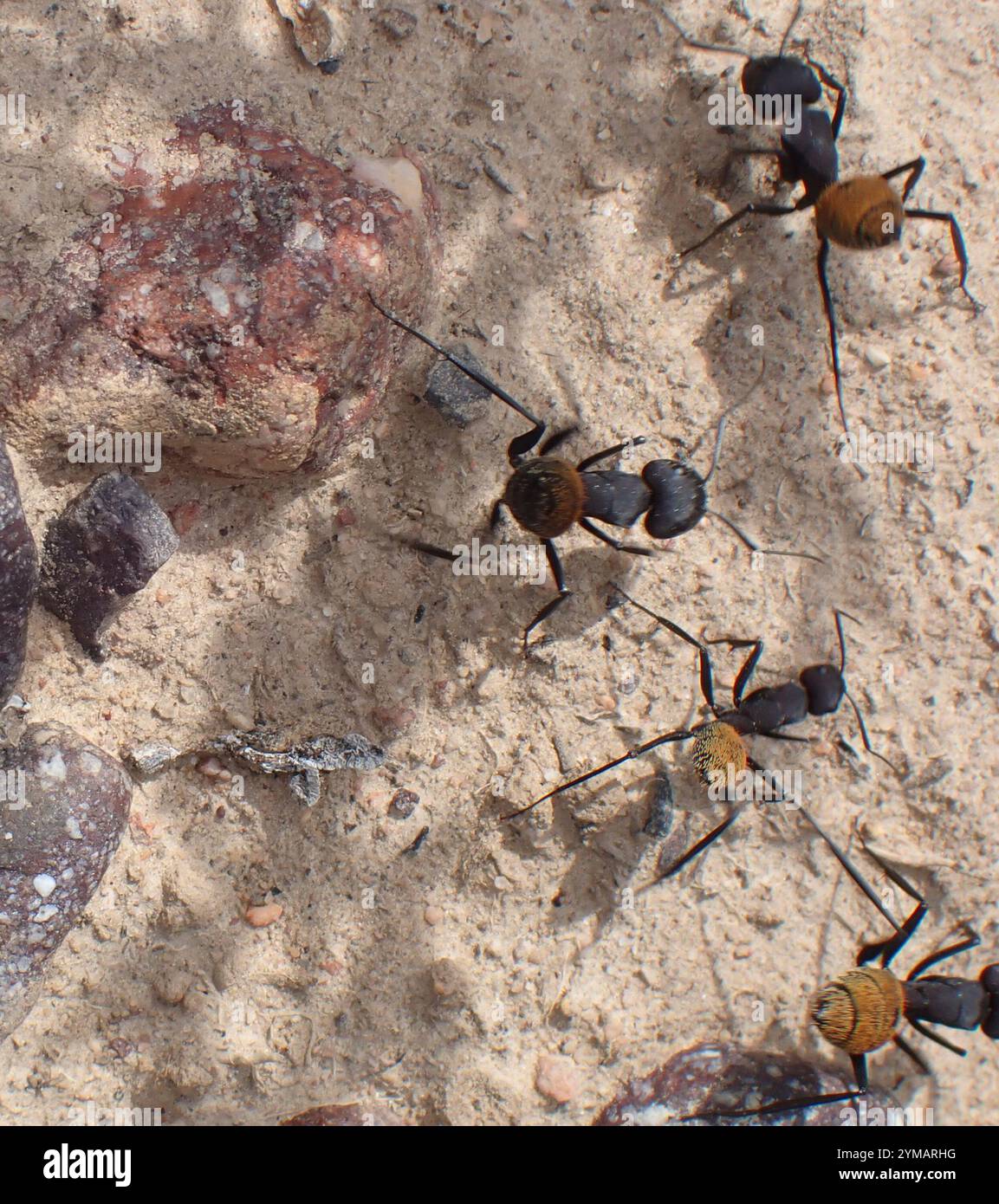 Balbyter ant hi-res stock photography and images - Alamy