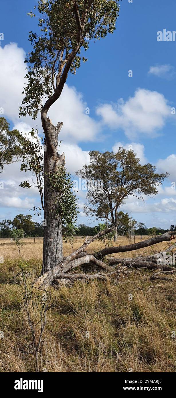 Poplar Box (Eucalyptus populnea Stock Photo - Alamy