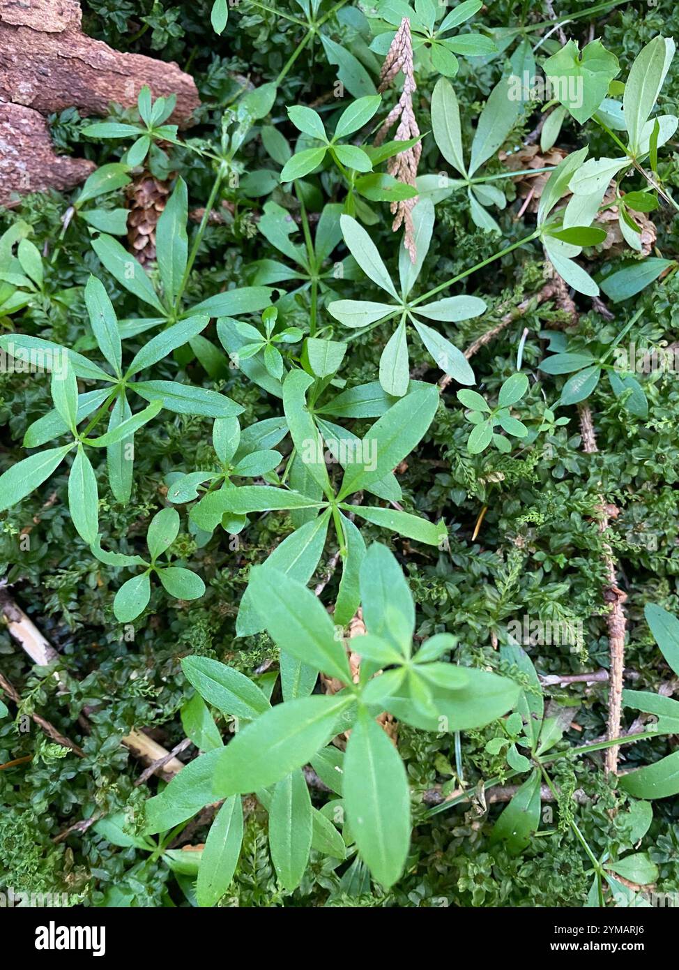 fragrant bedstraw (Galium triflorum Stock Photo - Alamy