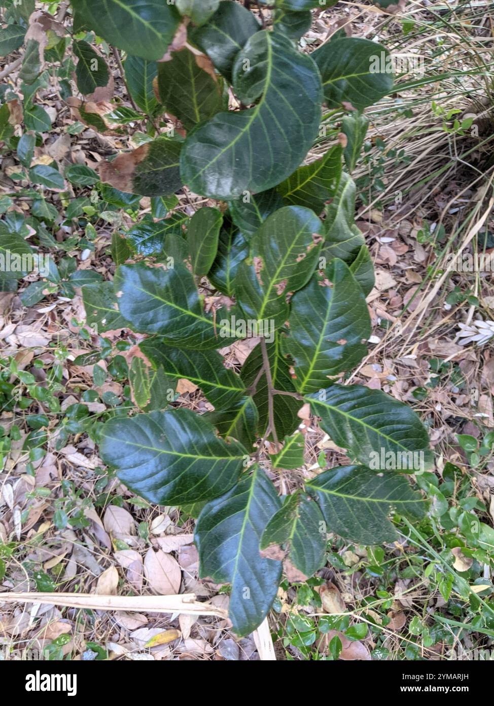 Beach Alectryon (Alectryon coriaceus Stock Photo - Alamy