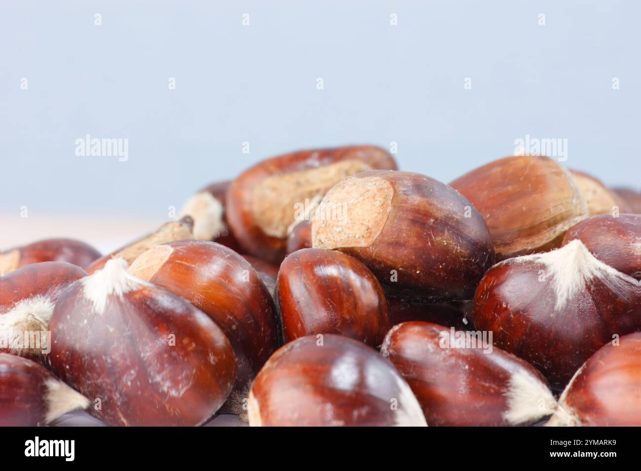 Set of chestnuts, a hard brown shell Stock Photo - Alamy