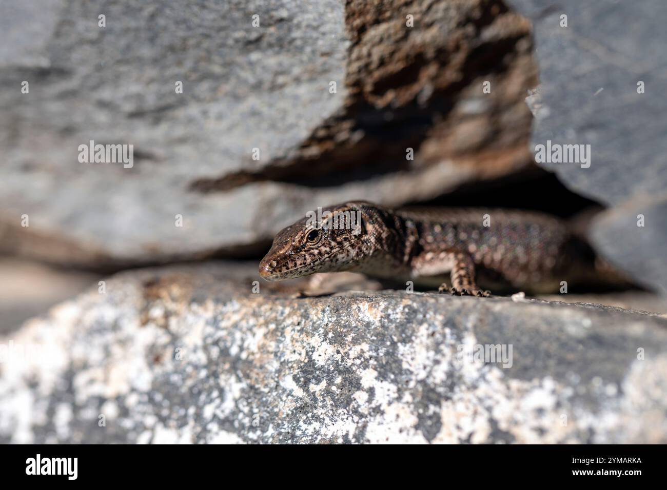 Sunbathing Lizard on the island of Madeira Stock Photo - Alamy