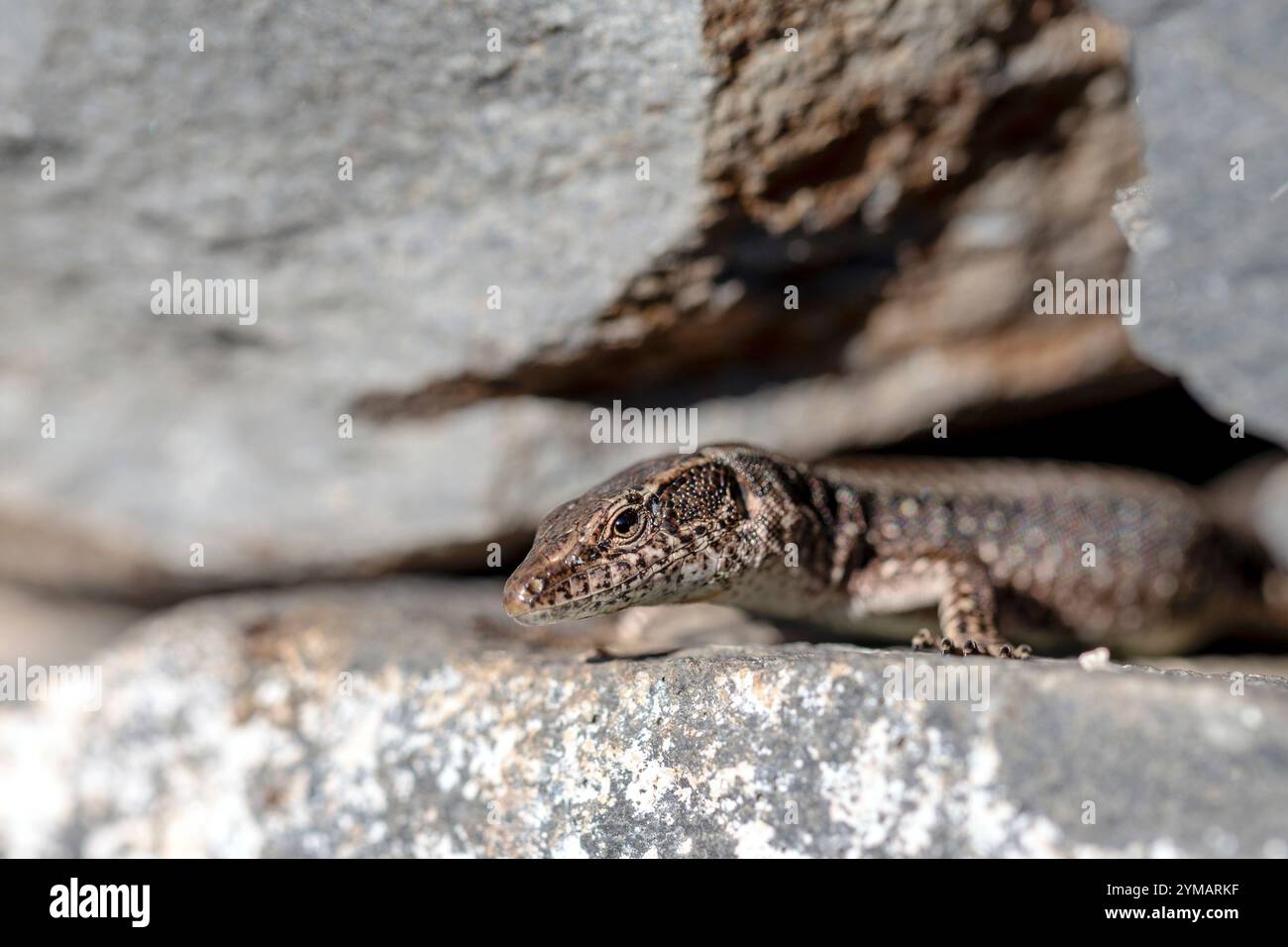 Sunbathing Lizard on the island of Madeira Stock Photo - Alamy