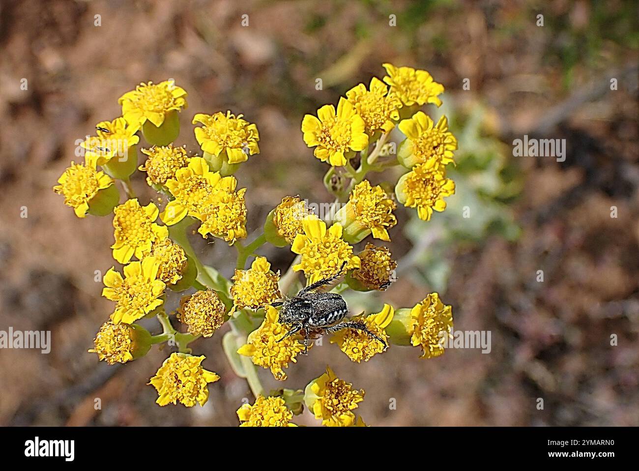 Poorflower Babooncabbage (Othonna parviflora Stock Photo - Alamy