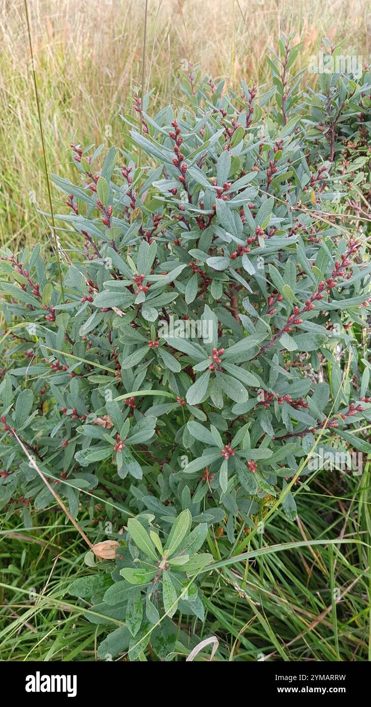 bog myrtle (Myrica gale Stock Photo - Alamy