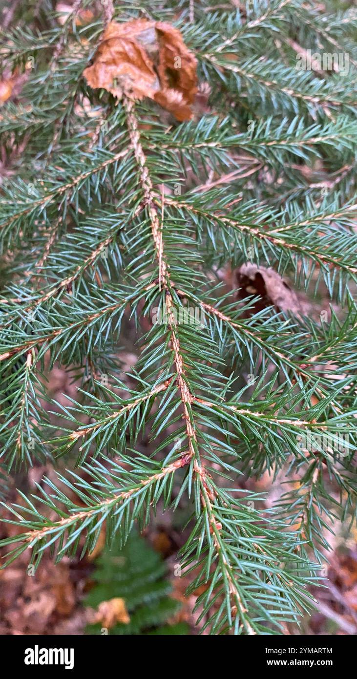 red spruce (Picea rubens Stock Photo - Alamy