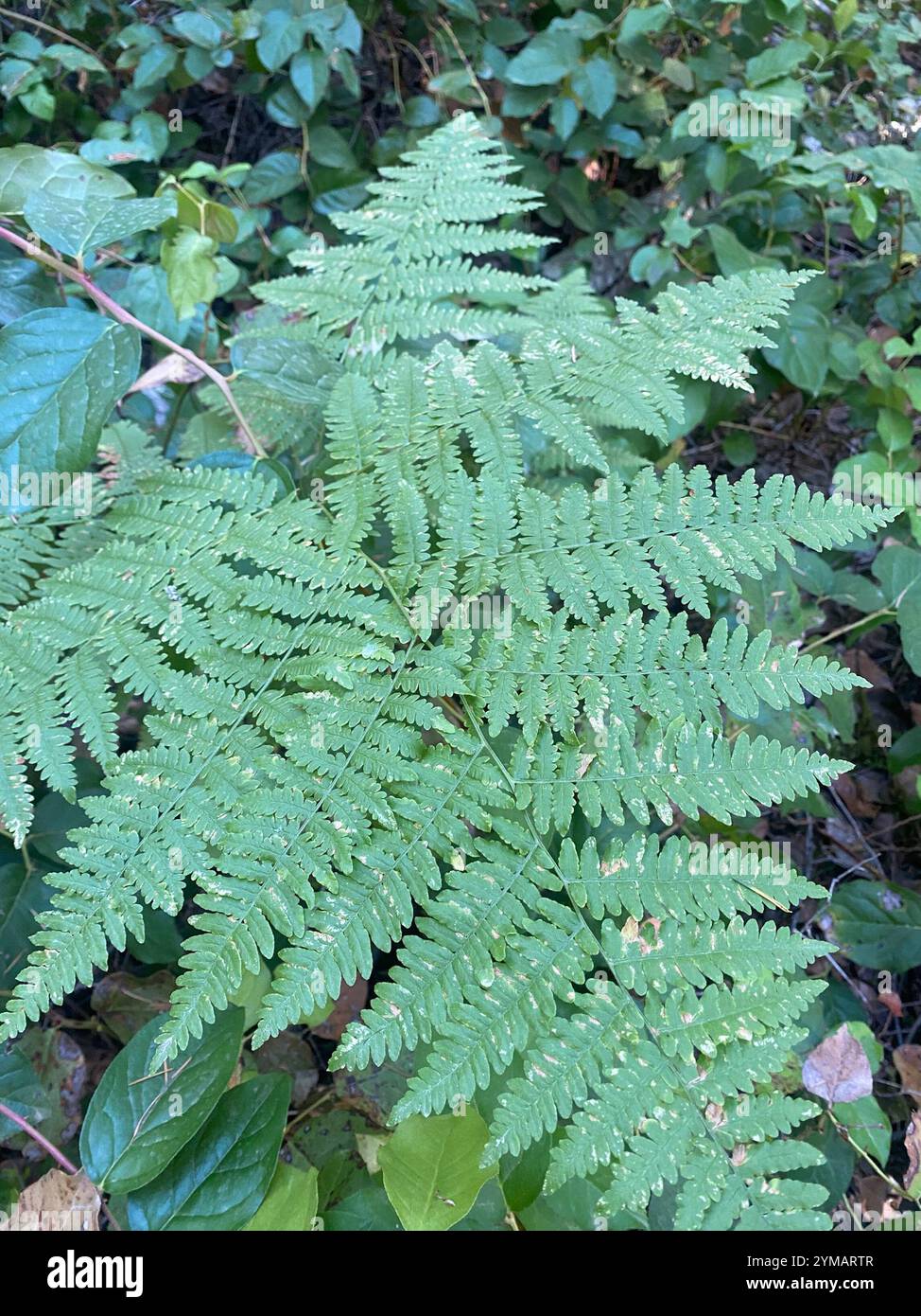 common bracken (Pteridium aquilinum Stock Photo - Alamy