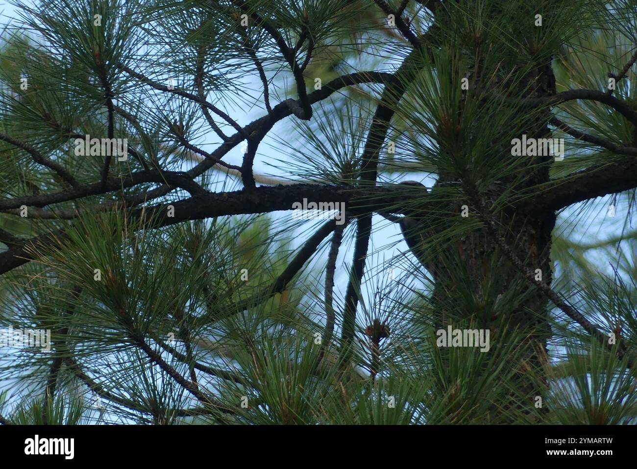 Dryobates Woodpeckers (Dryobates Stock Photo - Alamy