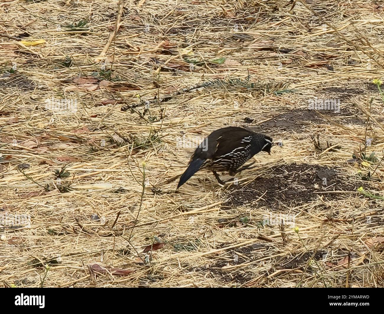 California Quail (Callipepla californica Stock Photo - Alamy