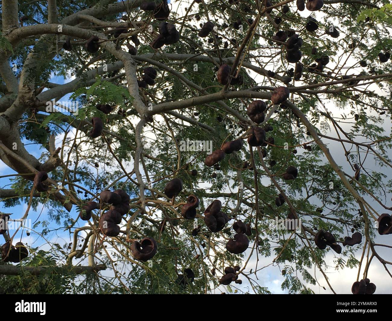 Pacara Earpod Tree (Enterolobium contortisiliquum Stock Photo - Alamy
