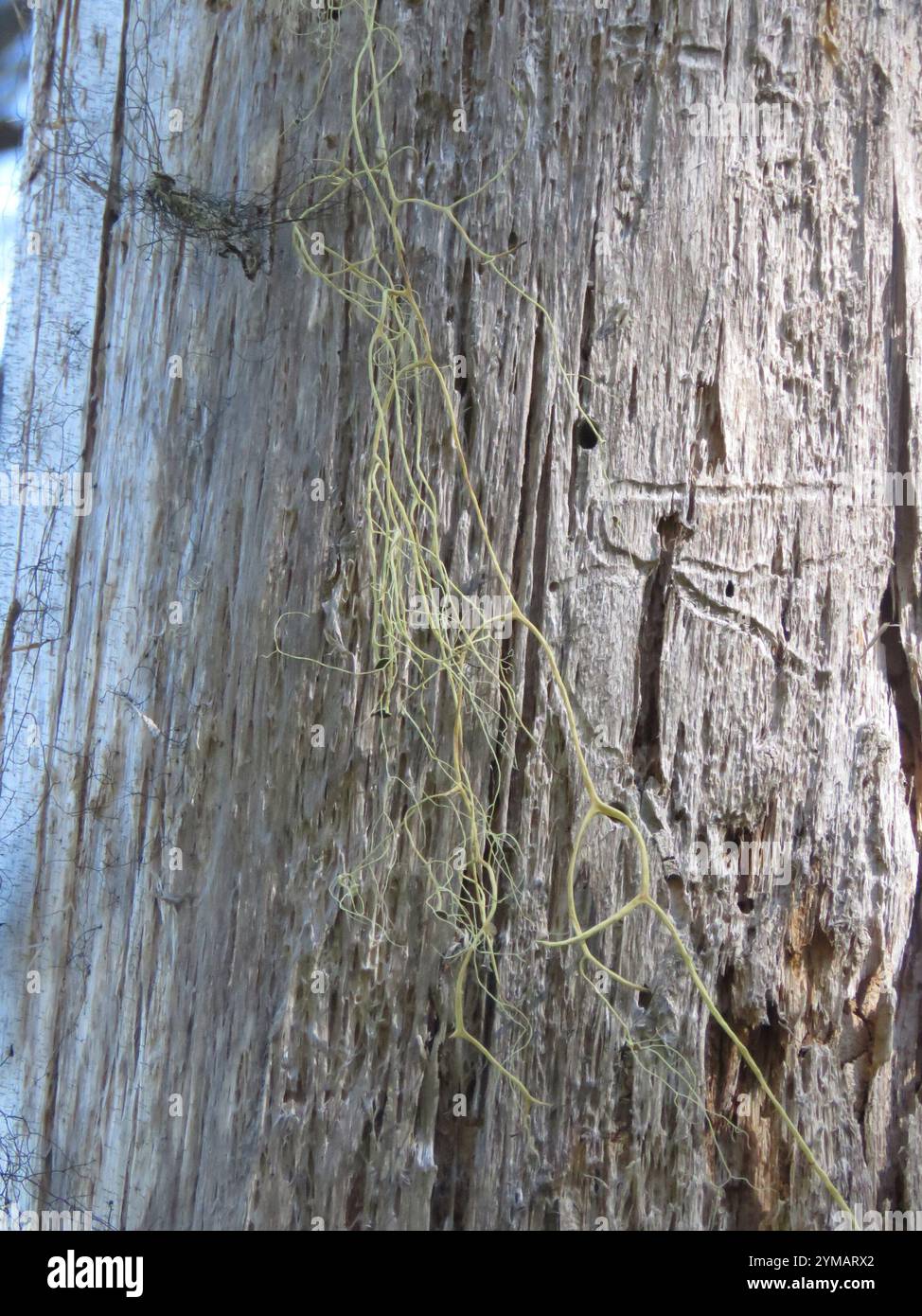 Witch's Hair (Alectoria sarmentosa Stock Photo - Alamy