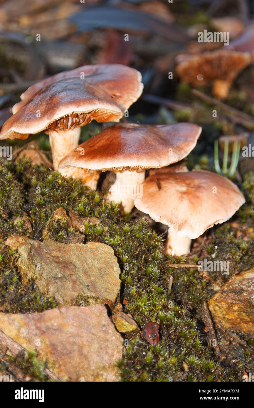 Smallest mushroom hi-res stock photography and images - Alamy