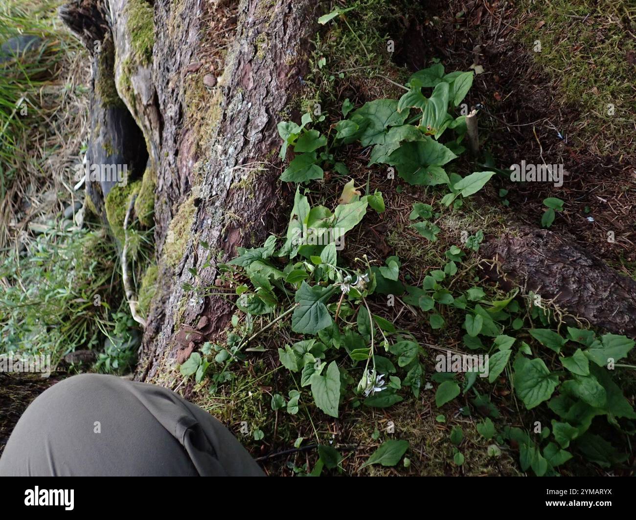 western rattlesnake root (Nabalus alatus Stock Photo - Alamy