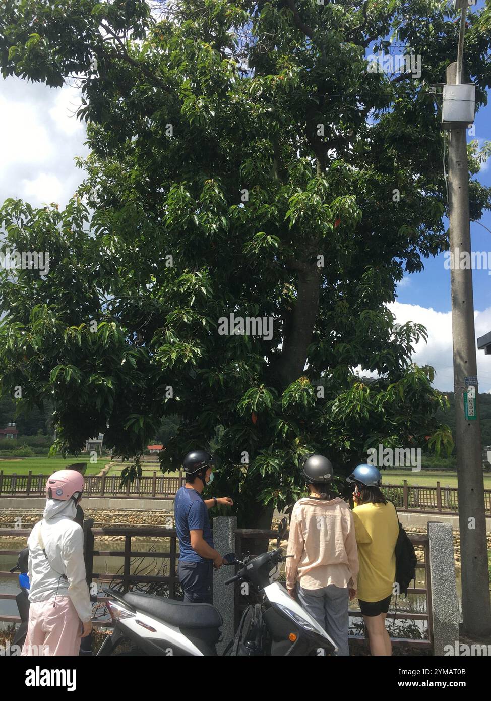 Ceylon olive (Elaeocarpus serratus Stock Photo - Alamy