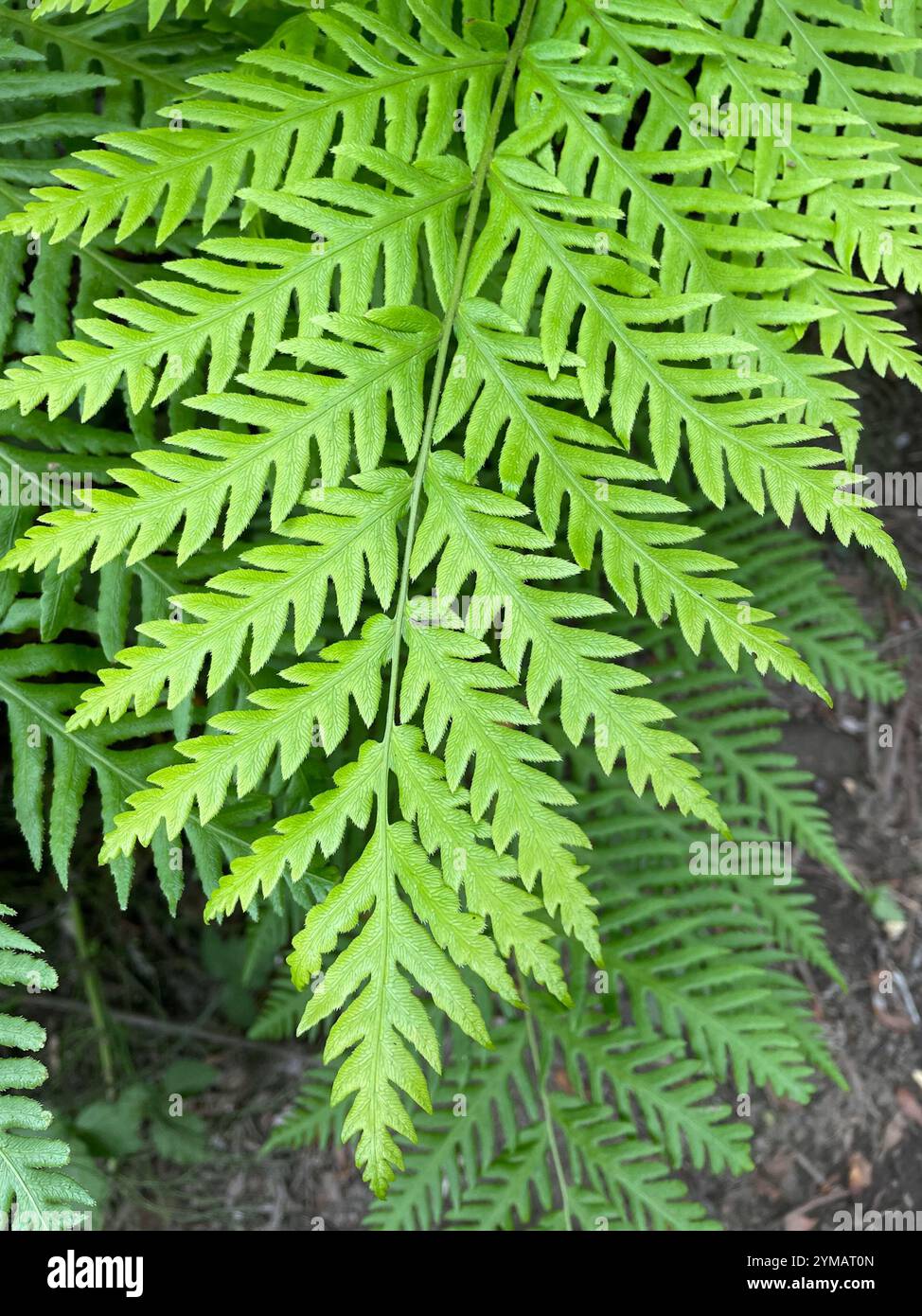 giant chain fern (Woodwardia fimbriata Stock Photo - Alamy