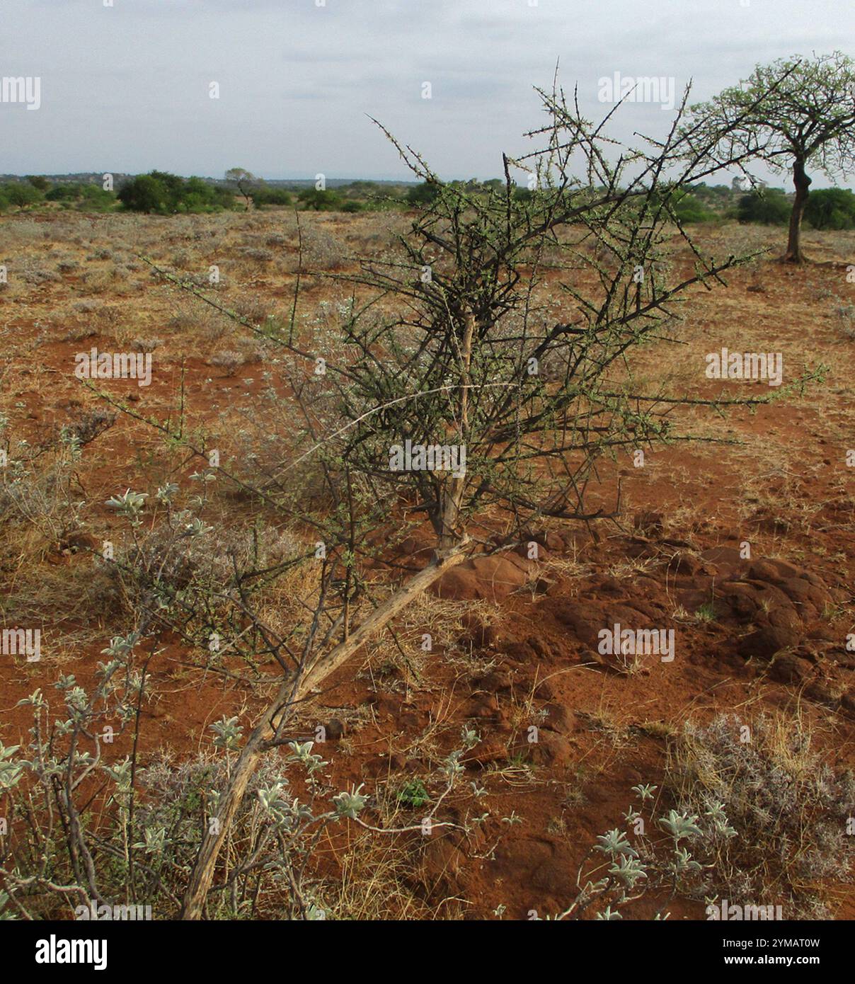 Kalahari Gold (Rhigozum brevispinosum Stock Photo - Alamy