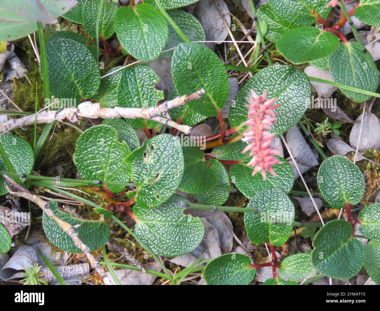 Net-leaved Willow (Salix reticulata Stock Photo - Alamy