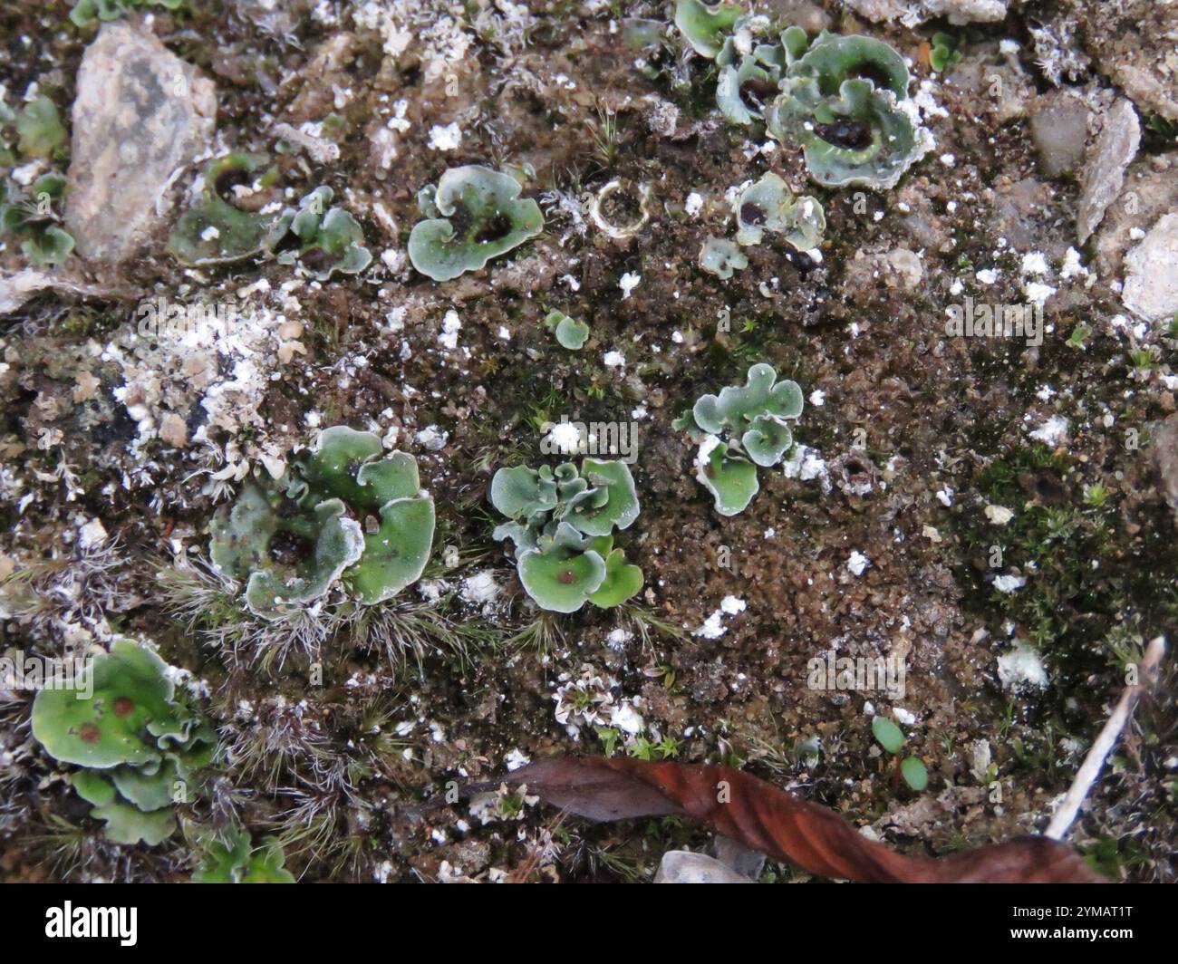 Solorina saccata hi-res stock photography and images - Alamy