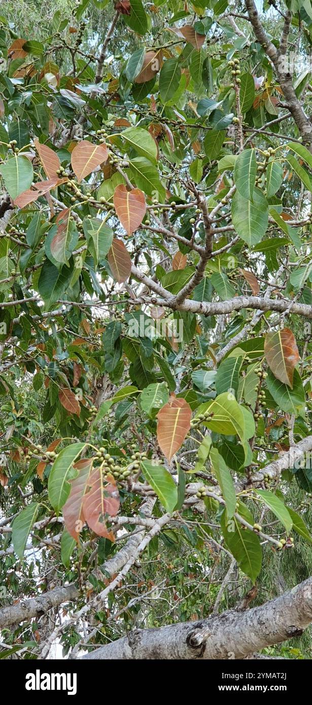 White fig (Ficus virens Stock Photo - Alamy