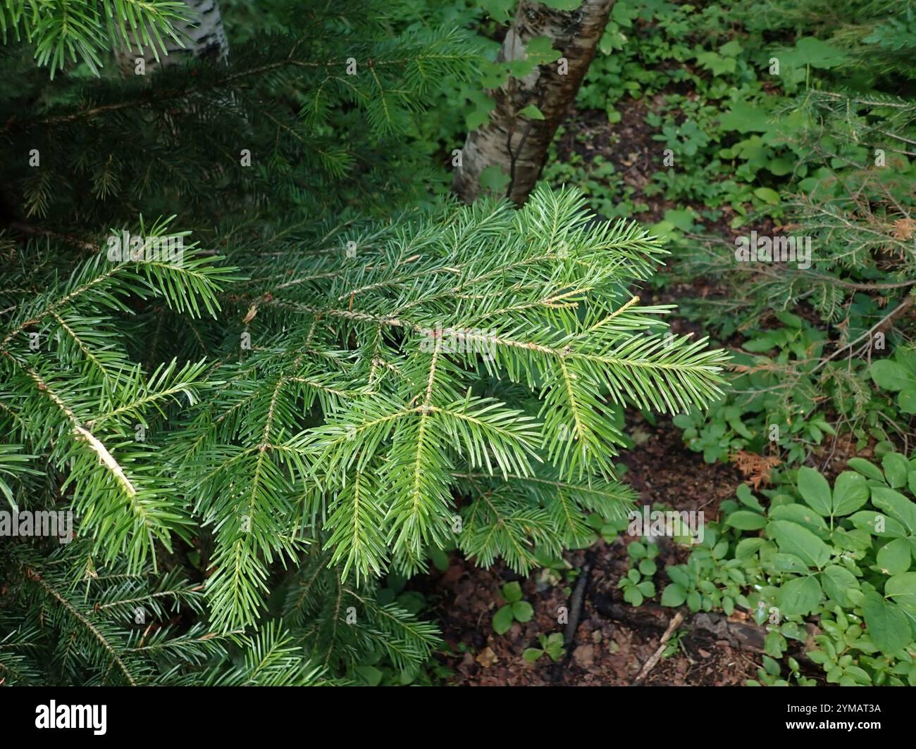 subalpine fir (Abies lasiocarpa Stock Photo - Alamy