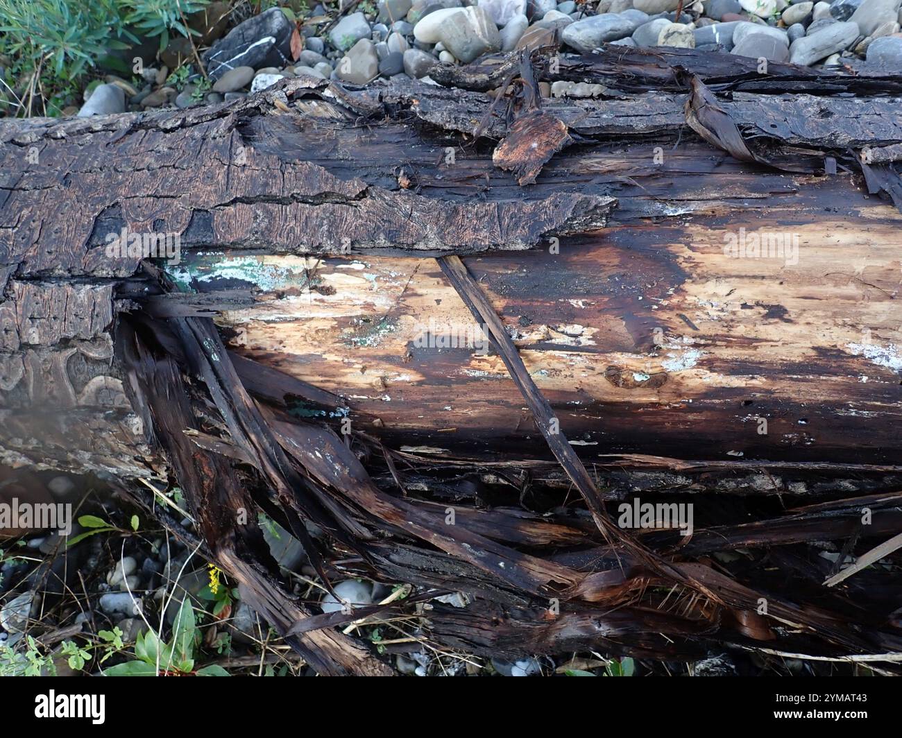Red Flat Bark Beetle (Cucujus clavipes Stock Photo - Alamy