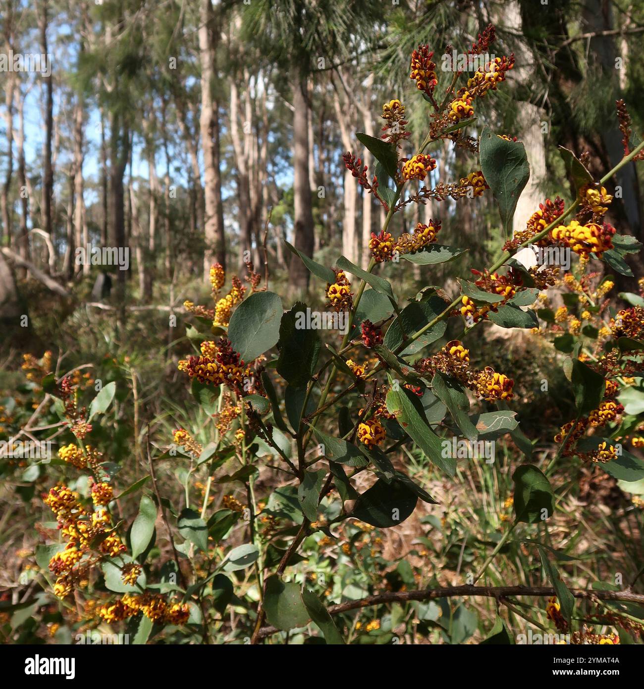 hop bitter-pea (Daviesia latifolia Stock Photo - Alamy