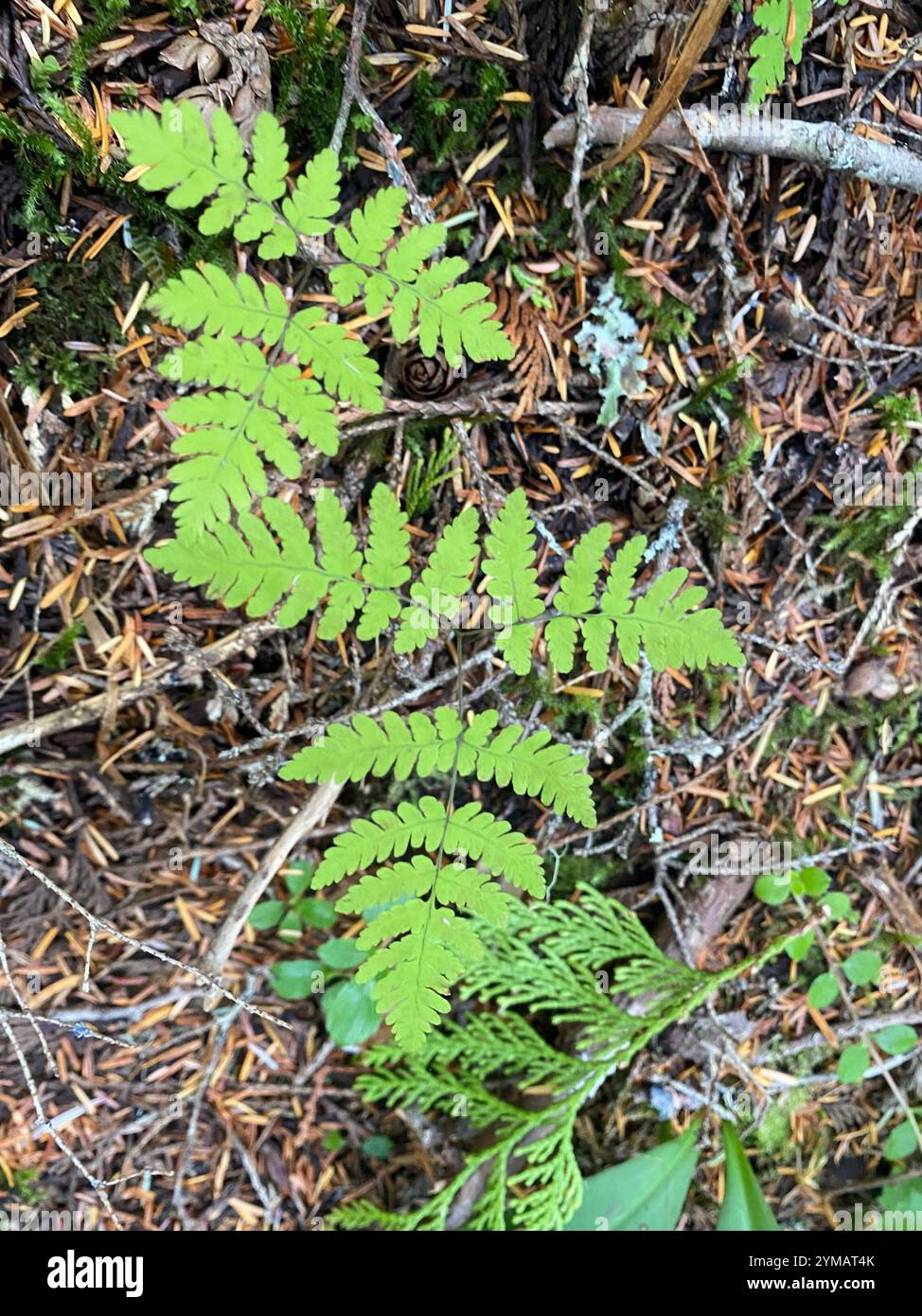 northern oak fern (Gymnocarpium dryopteris Stock Photo - Alamy