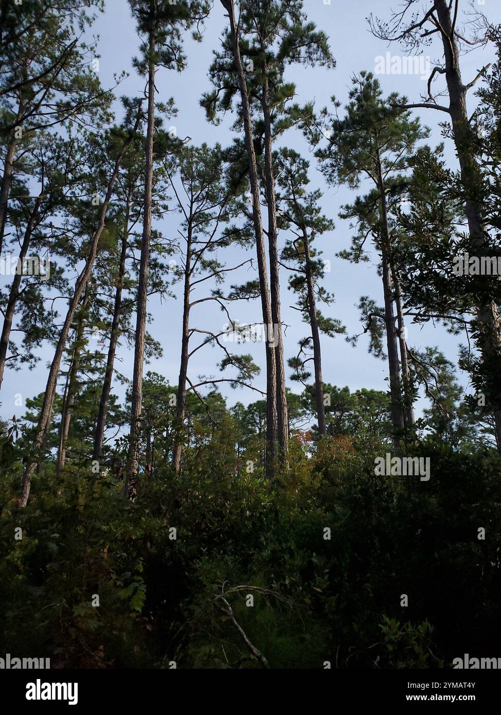 longleaf pine (Pinus palustris Stock Photo - Alamy