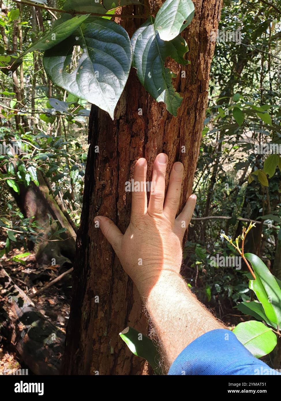 scrub turpentine (Rhodamnia rubescens Stock Photo - Alamy