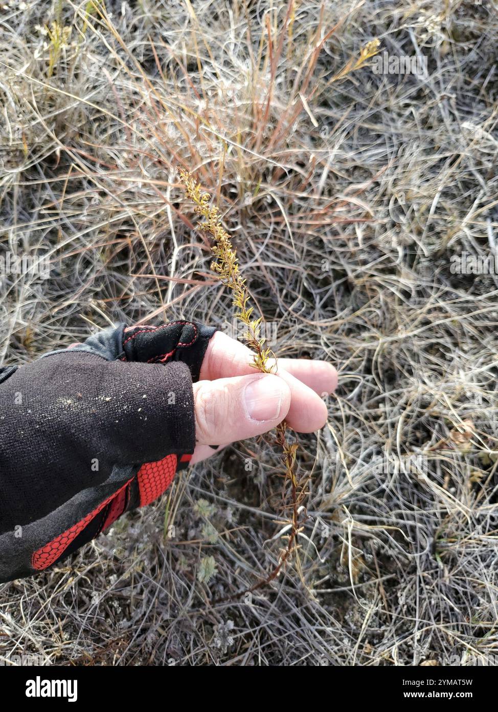 Field Sagewort (Artemisia campestris Stock Photo - Alamy