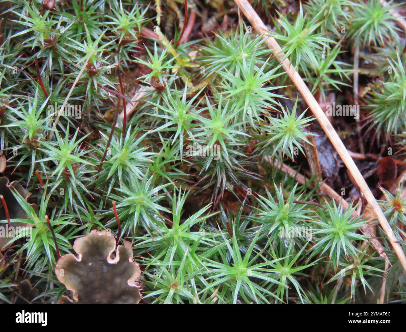 juniper haircap moss (Polytrichum juniperinum Stock Photo - Alamy