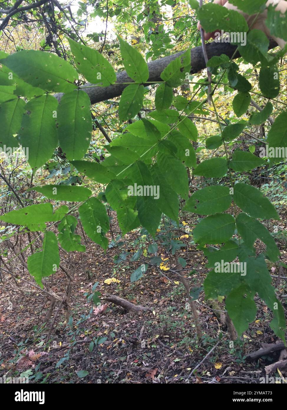 Butternut (Juglans cinerea Stock Photo - Alamy