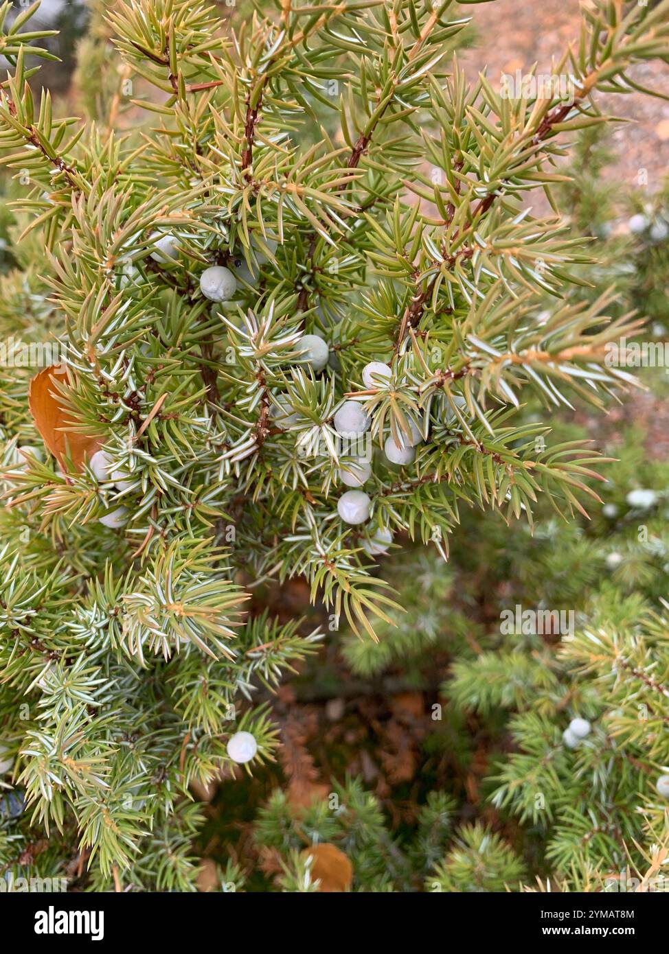 common juniper (Juniperus communis Stock Photo - Alamy