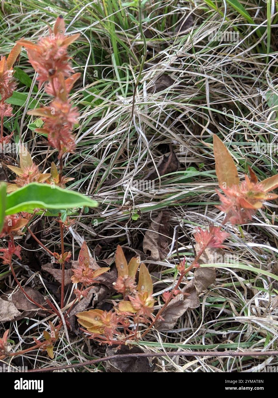 Slender Three-seeded Mercury (Acalypha gracilens Stock Photo - Alamy